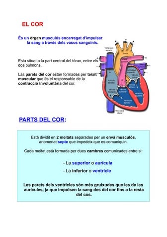 Tasca el funcionament del cor | PDF