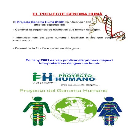 Tasca el projecte genoma humà | PDF