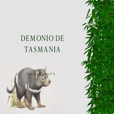 Demonio de tasmania (presentació) | PPTX