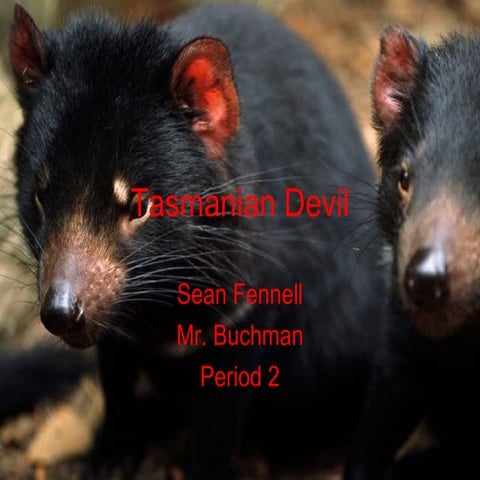 Tasmanian devil | PPT