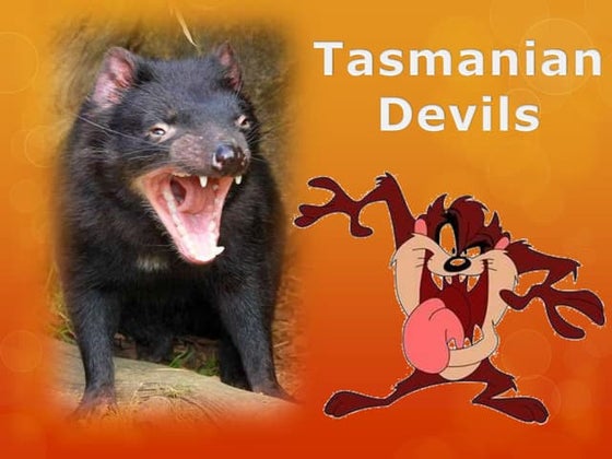 Tasmanian Devil | PPT