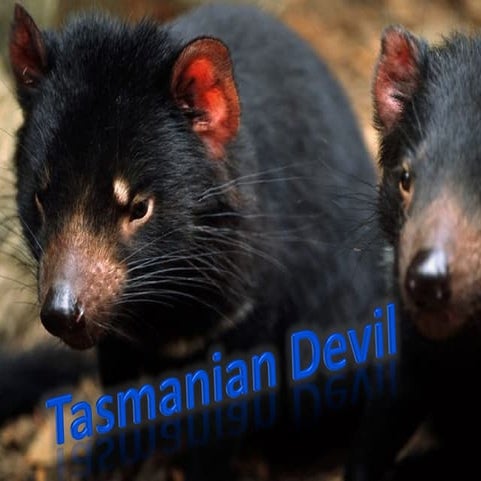 Tasmanian devil | PPT