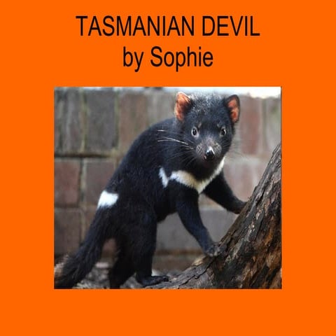 TASMANIAN DEVIL | PPT