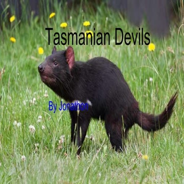 Tasmanian devils | PPTX