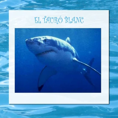 Tauró Blanc | PPT