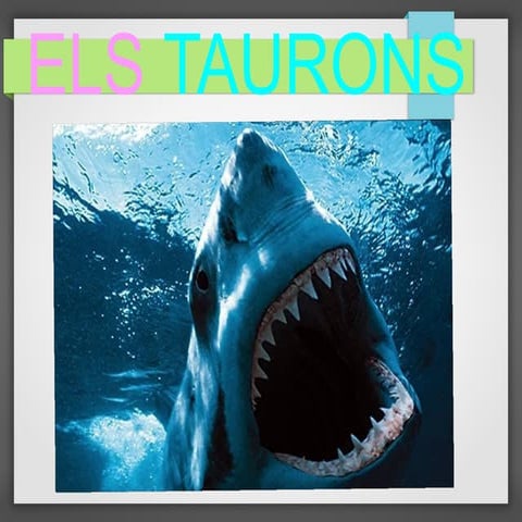 Taurons | ODP