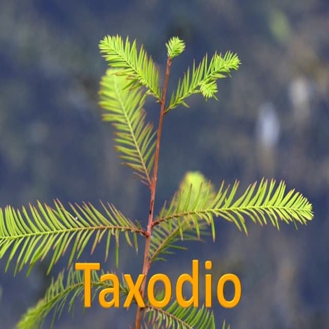 As plantas: o talo | PDF