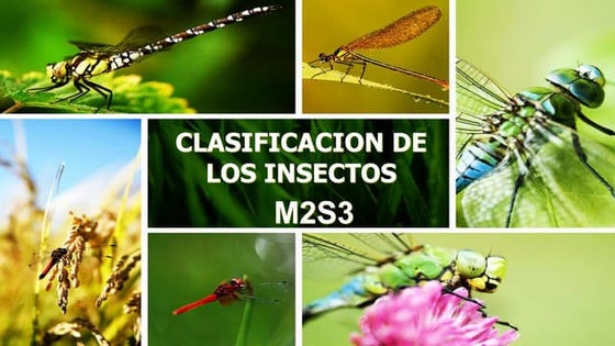 Identificar insectos | PPTX | Beekeeping | Hobbies & Interests
