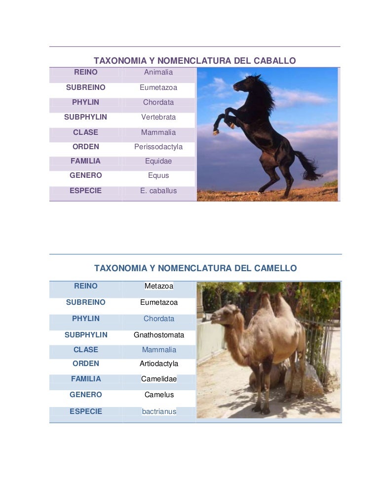 Taxonomia y Nomenclaturas de Animales Y plantas