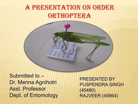 orthoptera order of insect and its classification. | PPT