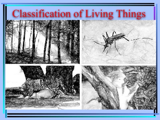 WHAT IS Taxonomy_Classification_17_.ppt | Operating Systems | Computer Software and Applications