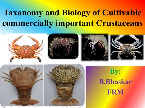 Crustaceans Examples PPT Crustaceans PowerPoint Presentation, Free