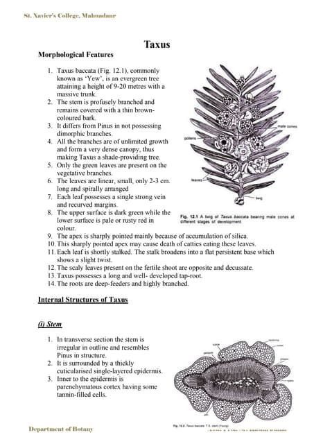 Leaf apex type | PDF | Geology | Science