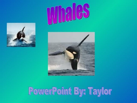 Killer Whales | PPT