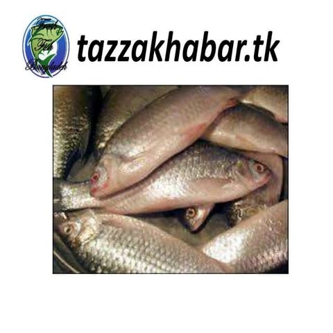 Integrated aquaculture systems as climate smart aquaculture and ...