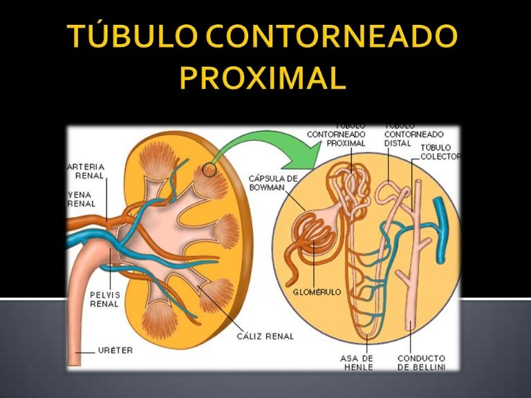 Túbulo contorneado proximal