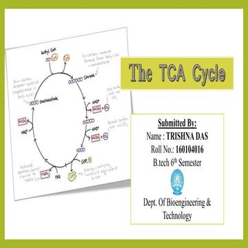 The TCA Cycle | PPT