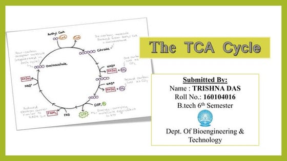 The citric acid cycle | PPT