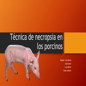 Técnica para realizar una necropsia de porcino | PPTX