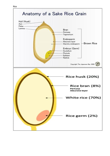 PROCESSING OF RICE - FOOD TECH | PPTX | Cooking | Food & Drink