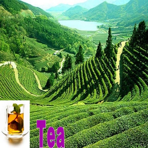 Tea manufacturing process detailed flow-chart | PPTX