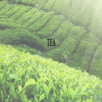 Tea copy | PPTX