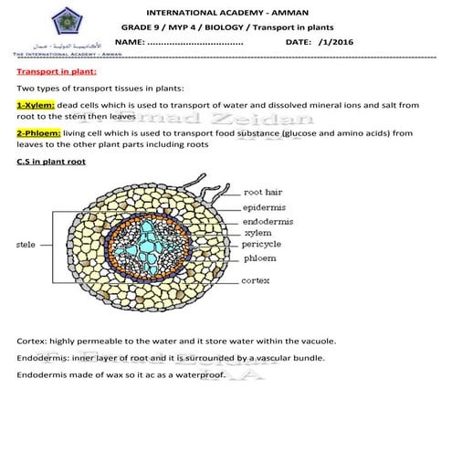 Transport in plants | PPTX