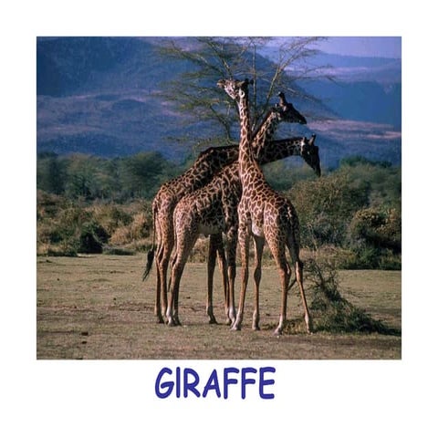 Teaching Animals for children | PPT