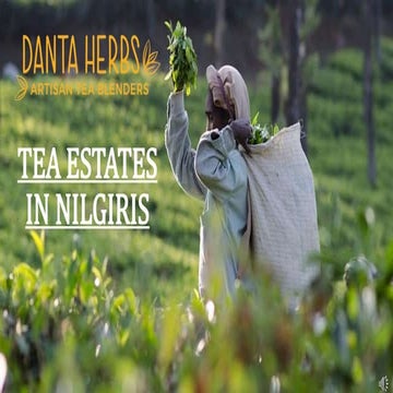 Tea estates in nilgiris | PPTX