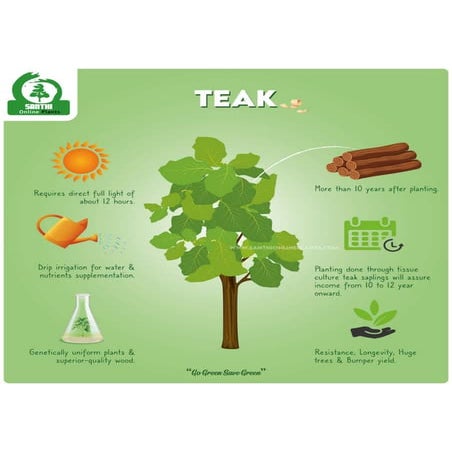 Teak Plant | PDF