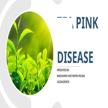 Tea pink disease agricultural pathology.pptx