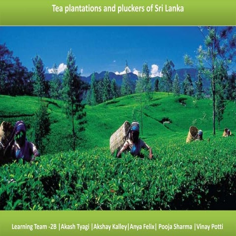 Ceylon Tea industry in Srilanka- Its Business system | PPSX