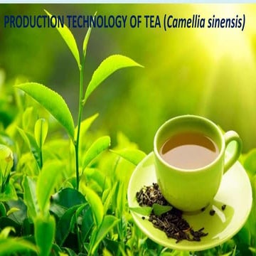 Tea production technology | PPTX