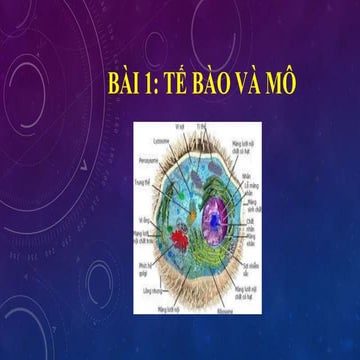 Biểu mô | PDF