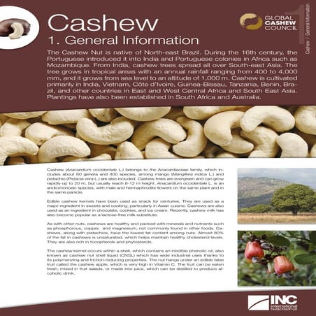 Cashew Technical Information Kit | PDF