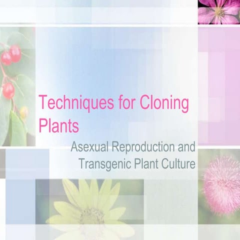 Techniques for cloning plants | PPTX