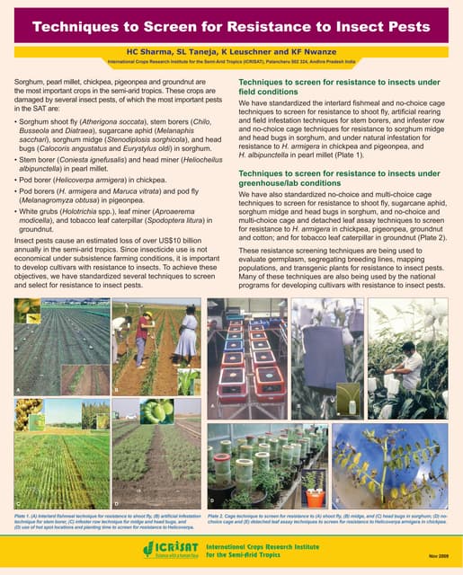 Screening Techniques for Different Insect Pests in Crop Plants | PPTX ...