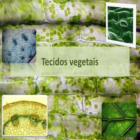 Tecidos vegetais - anatomia vegetal do caule | PPT