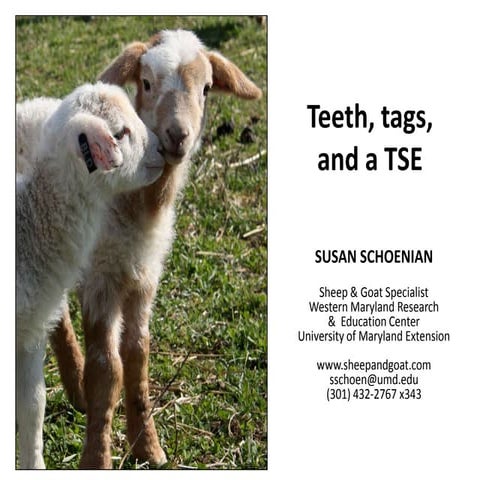 Teeth, tags, and a TSE | PPTX