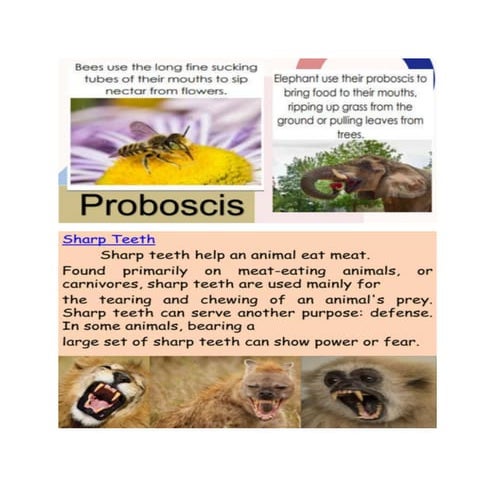 PREDEMO 2 powerpoint presentation slides | PPTX