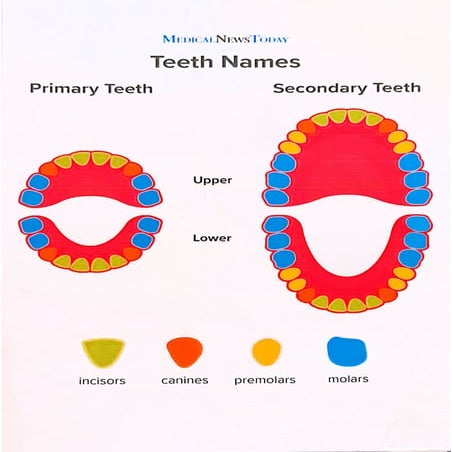teeth names.pdf