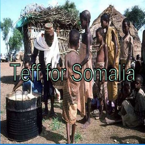 Teff for somalia diego | PPT