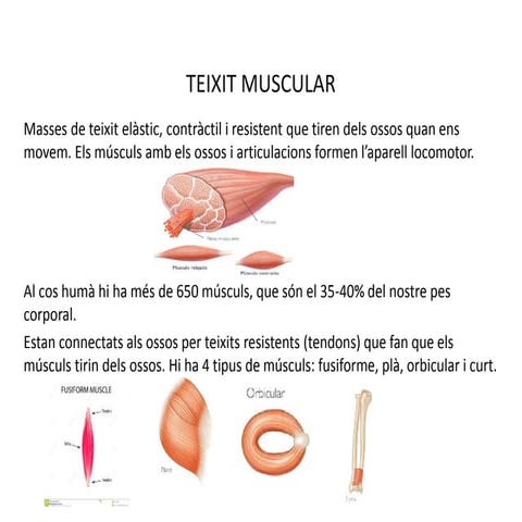Teixit muscular.toni