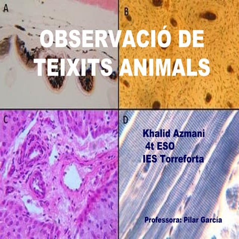 Teixits animals1 | PPT