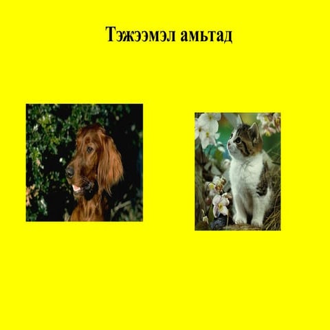 Tejeemel amitan | PPT