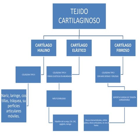 FIBROCARTILAGO | PPTX