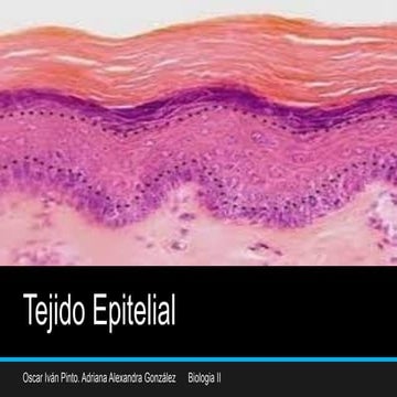 Tejido Epitelial.pdf