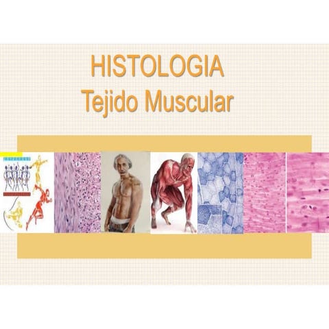 C8 Tejido Muscular CLASE DE HISTOLOGIA 8 | PPTX