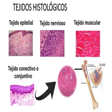 TEJIDOS HISTOLÓGICOS osteona, canal de haves.pptx