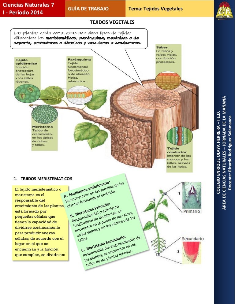 El Portal De La Biologa Ii Unidad 3 Secundaria Tejidos Vegetales I